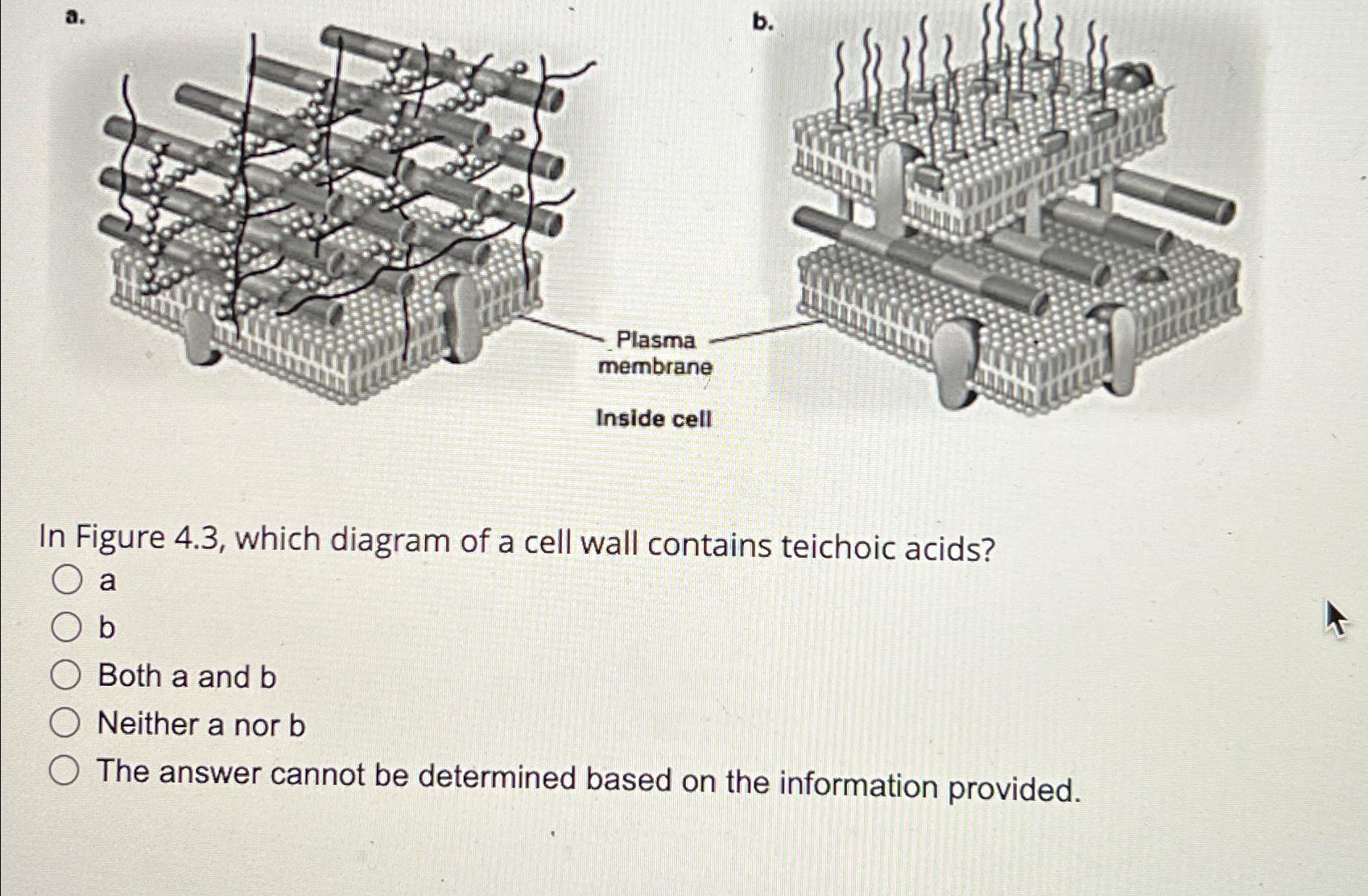 Solved a.In Figure 4.3, ﻿which diagram of a cell wall | Chegg.com