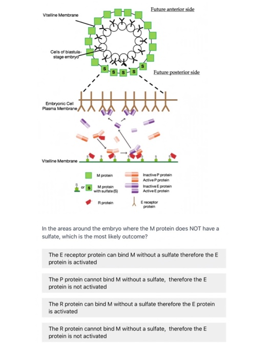 Solved Future anterior side Viteline Membrane Cells of | Chegg.com
