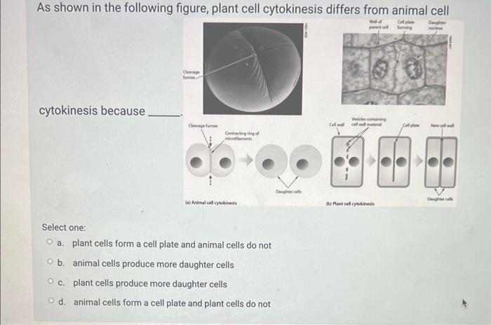 Solved As shown in the following figure, plant cell | Chegg.com