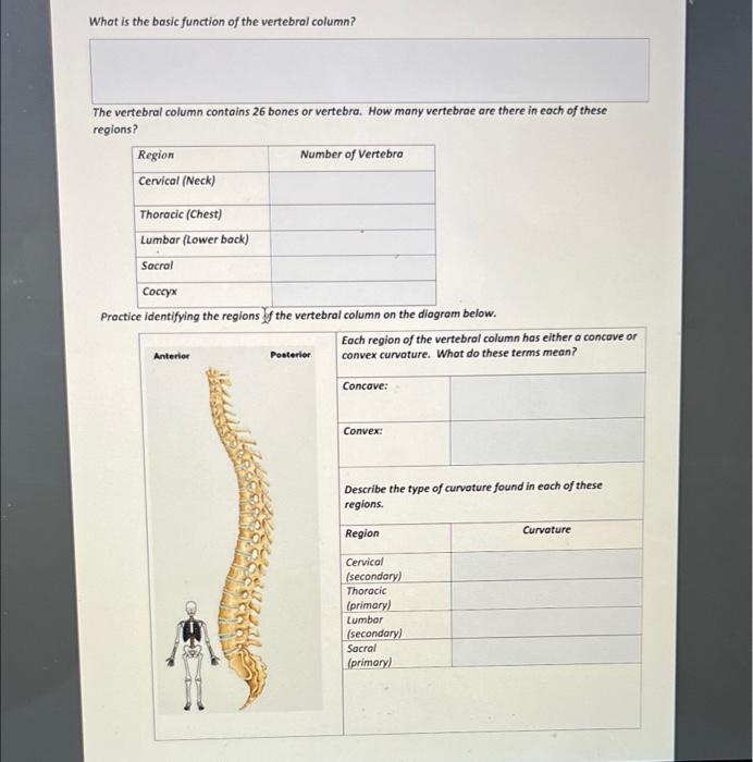 Solved What is the basic function of the vertebral column? | Chegg.com