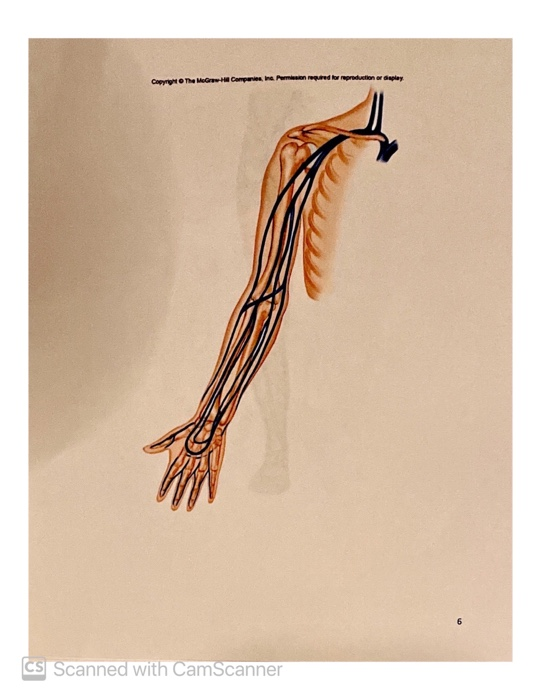 Solved 2. Label the major blood vessels. 2 CS Scanned with | Chegg.com