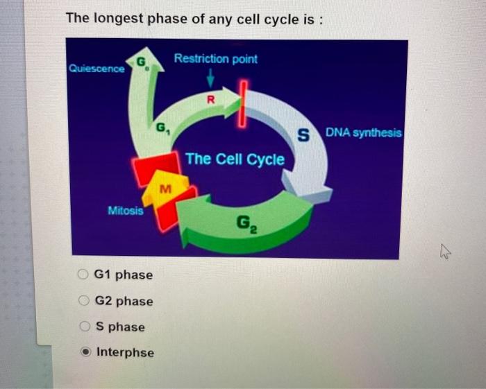 Solved The longest phase of any cell cycle is: Restriction | Chegg.com