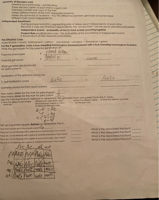 Solved Summary of Mendel's work Inheritance is particulate - | Chegg.com