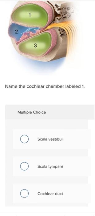 Solved 2 1 3 Name the cochlear chamber labeled 1. Multiple | Chegg.com