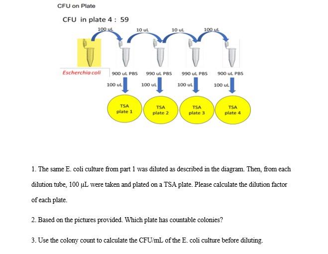Solved CFU on Plate CFU in plate 4 : 59 100 L 10 ul. 10 ul | Chegg.com