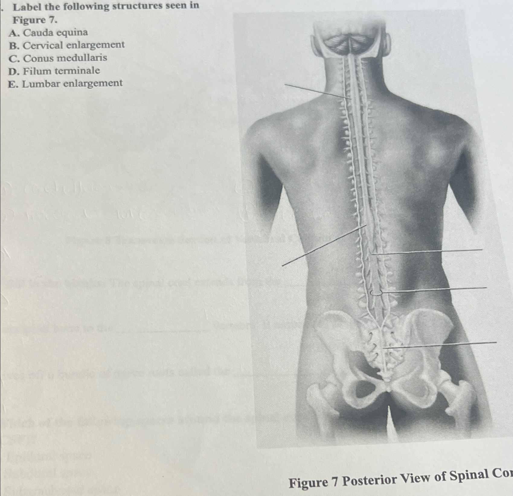 Solved Label the following structures seen in Figure 7.A. | Chegg.com