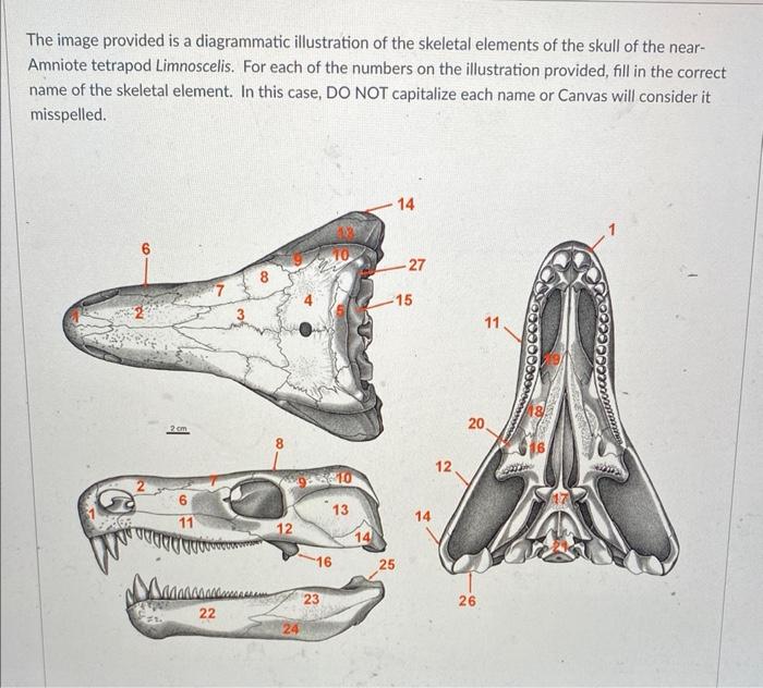 Solved The image provided is a diagrammatic illustration of | Chegg.com