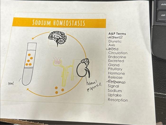 Solved SODIUM HOMEOSTASIS A\&P Terms Ádrenal Diuretic Axis | Chegg.com
