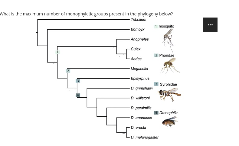 Solved What is the maximum number of monophyletic groups | Chegg.com
