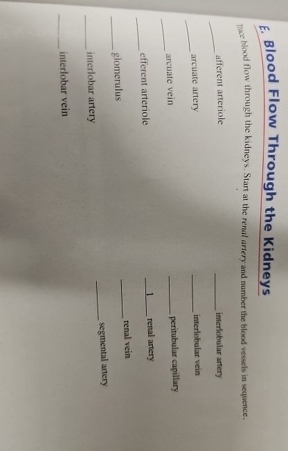Solved E. ﻿Blood Flow Through the KidneysTrace blood flow | Chegg.com
