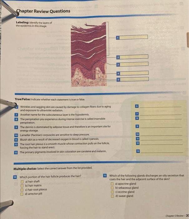 Solved Chapter Review Questions Labeling: Identify the | Chegg.com