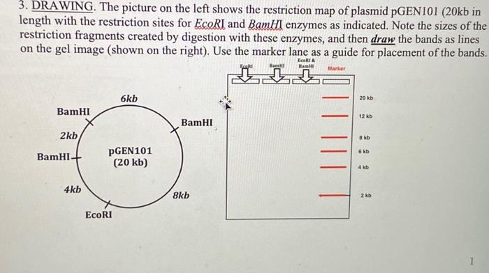 Solved 3. DRAWING. The picture on the left shows the | Chegg.com