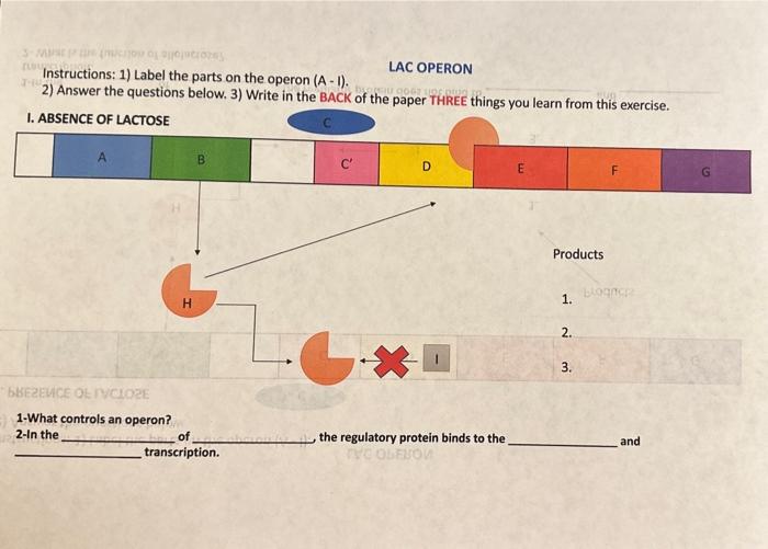 Solved Instructions: 1) Label the parts on the operon (A−1). | Chegg.com