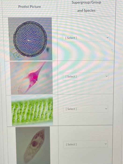 Solved 1 I Select [ Select Unikonta: Slime Molds (Physarum | Chegg.com