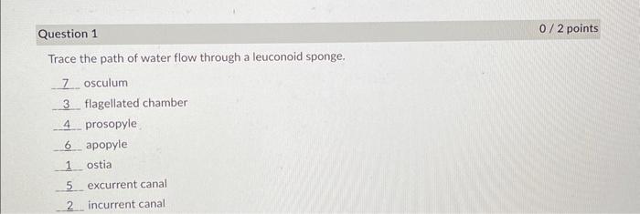 Solved Trace the path of water flow through a leuconoid | Chegg.com