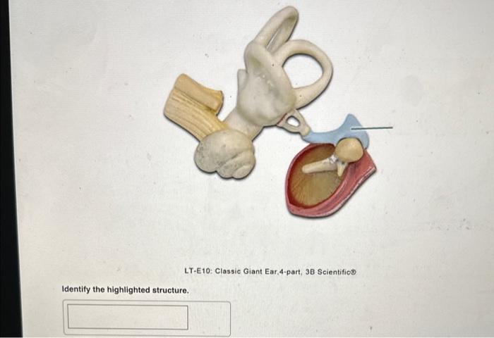 Solved LT-E10: Classic Giant Ear,4-part, 38 Scientifico | Chegg.com