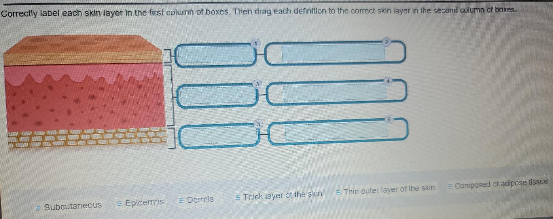 Solved Correctly label each skin layer in the first column | Chegg.com