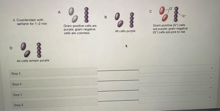 Solved Match the following procedural steps of the gram | Chegg.com