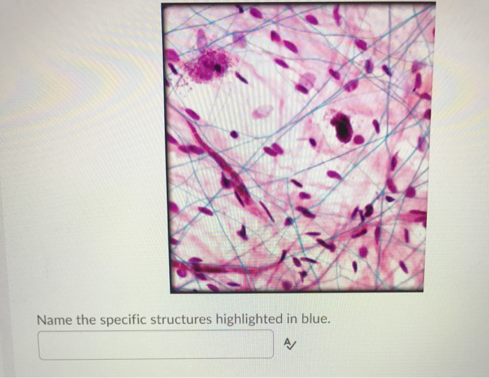 Solved Name the specific tissue. A/ Name the specific | Chegg.com