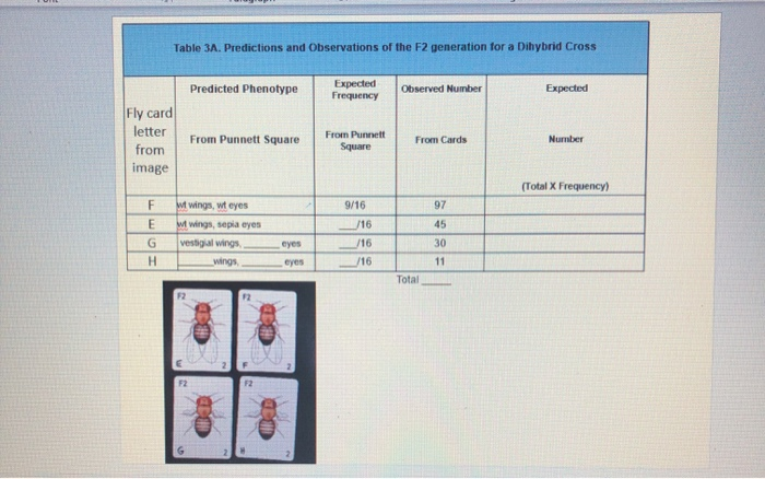 Solved Table 3A. Predictions and Observations of the F2 | Chegg.com