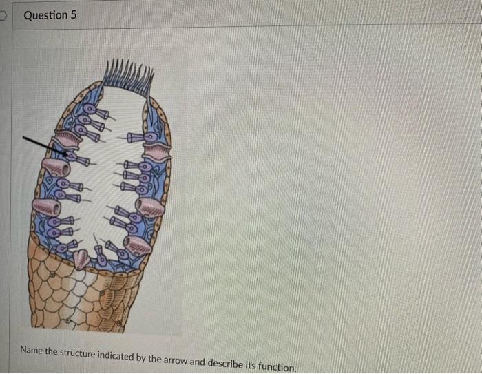 Solved Name the structure indicated by the arrow and | Chegg.com