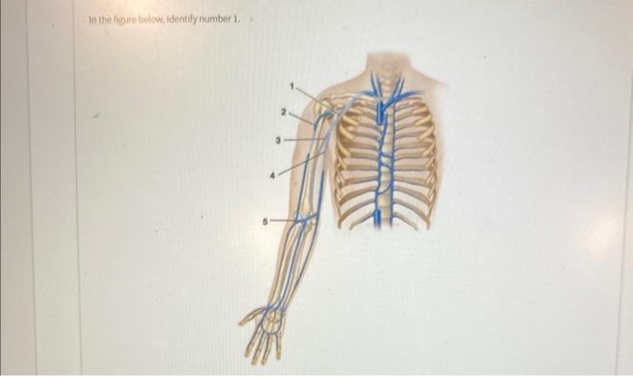 Solved In the figure below, identify number 1 . | Chegg.com