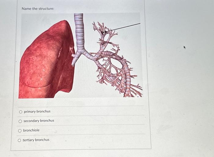 Solved Name the structure: primary bronchus secondary | Chegg.com
