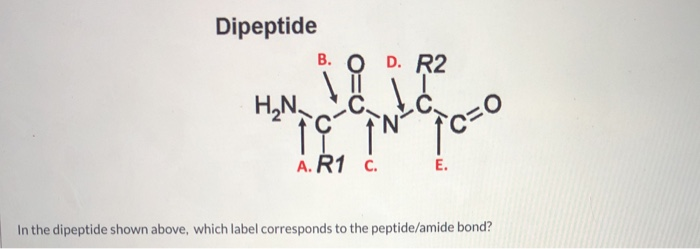 Solved Dipeptide B. 0 D. R2 HN ta TO IN A. R1 C. 18 c=0 E. | Chegg.com