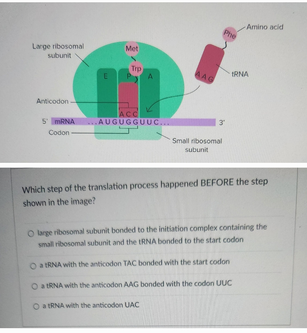 Solved Which step of the translation process happened BEFORE | Chegg.com