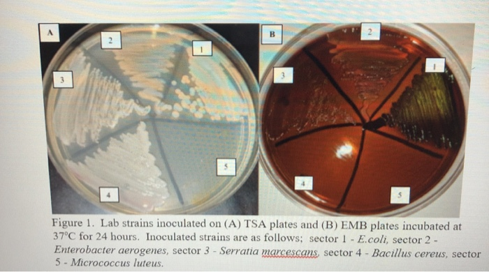 Solved 2) For each strain on your EMB plates, characterize | Chegg.com