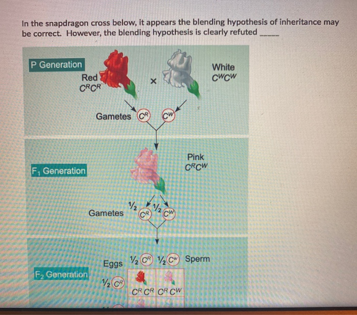 Solved In the snapdragon cross below, it appears the | Chegg.com