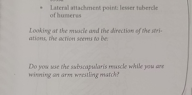 Solved Lateral attachment point: lesser tubercle of | Chegg.com