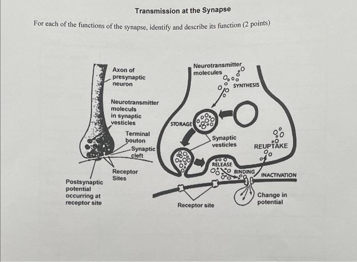 Solved Transmission at the Synapse For each of the functions | Chegg.com