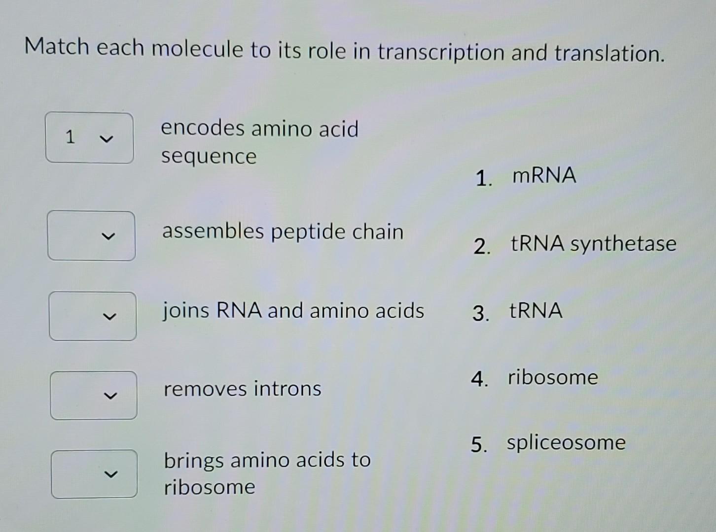 Solved Match each molecule to its role in transcription and | Chegg.com