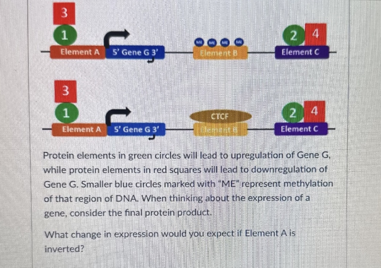 Protein elements in green circles will lead to | Chegg.com