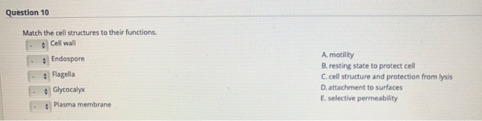 Solved Question 1 What is the function of a glycocalyx in | Chegg.com
