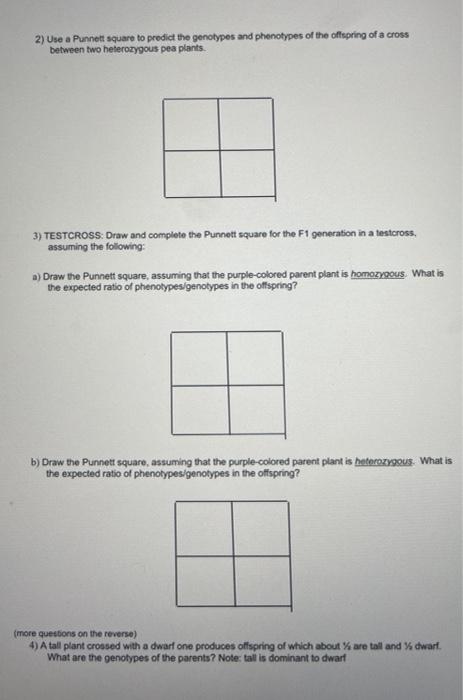 Solved 2) Use a Punnelt square to predict the genotypes and | Chegg.com