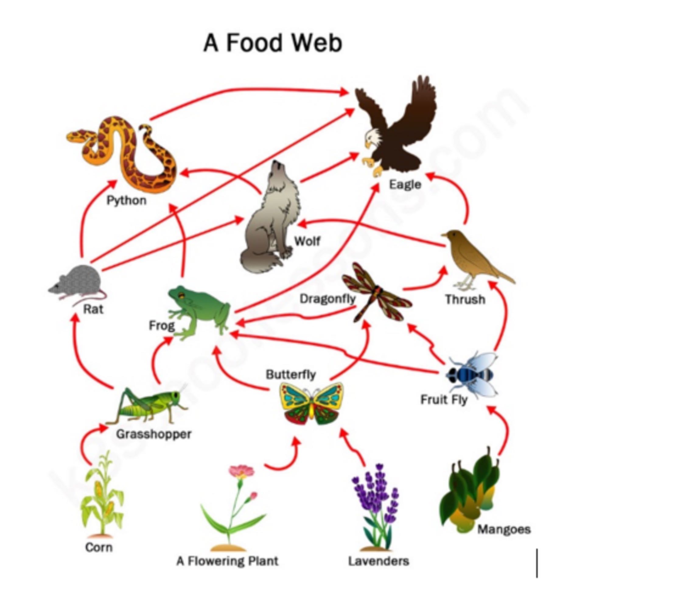 Solved Look at the food web diagram. What are all the | Chegg.com