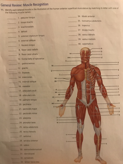 General Review: Muscle Recognition 11. Identify each | Chegg.com