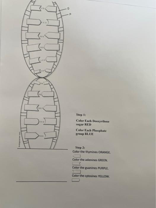 Solved Original DNA Strand 1 (copy from left) + Original DNA | Chegg.com