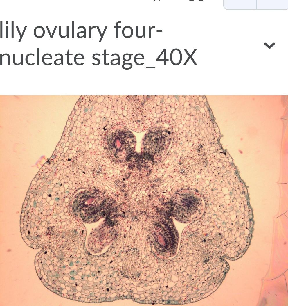 Solved lily ovulary four- nucleate stage_400X lily ovulary | Chegg.com