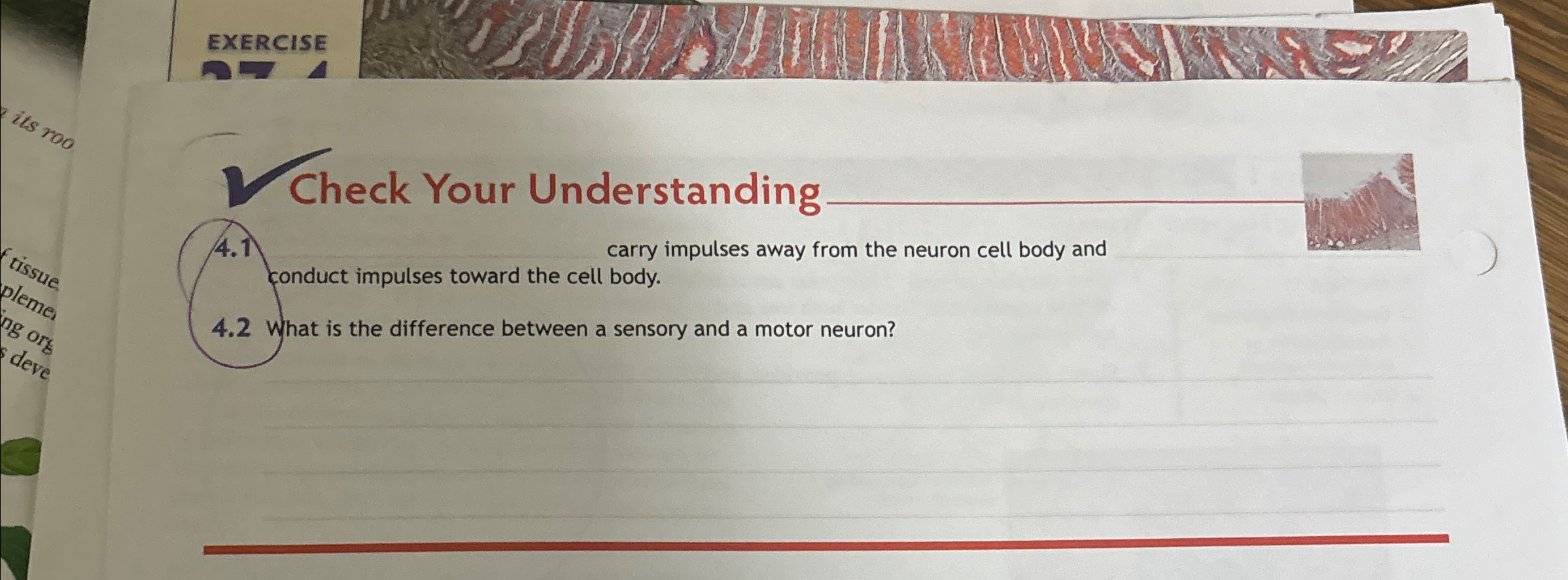 Solved EXERCISECheck Your Understanding4.1carry impulses | Chegg.com