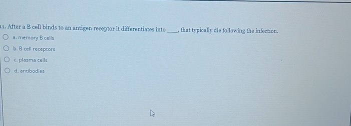 Solved After a B ﻿cell binds to an antigen receptor it | Chegg.com