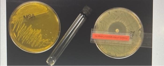 Solved 1. Using the MSA plate, coagulase test and novobiocin | Chegg.com