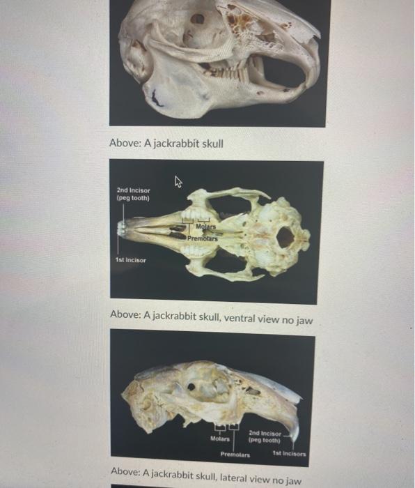 Solved answer the following questions and provide labeled | Chegg.com
