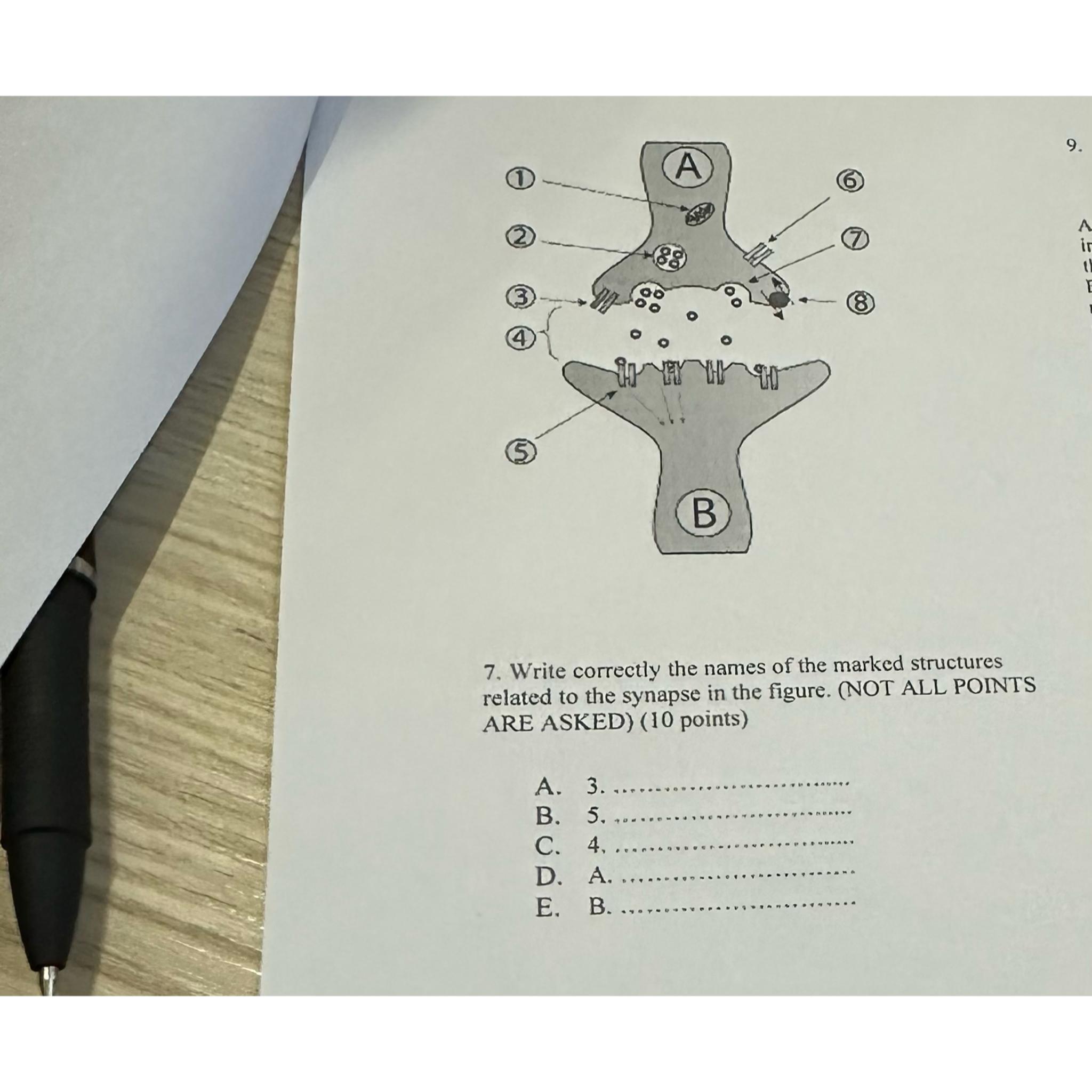 Solved Write correctly the names of the marked structures | Chegg.com