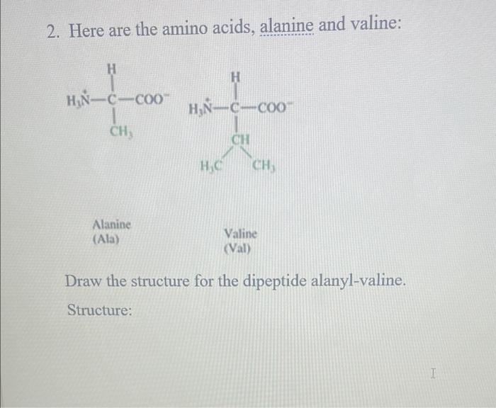 Solved 2. Here are the amino acids, alanine and valine: H H | Chegg.com