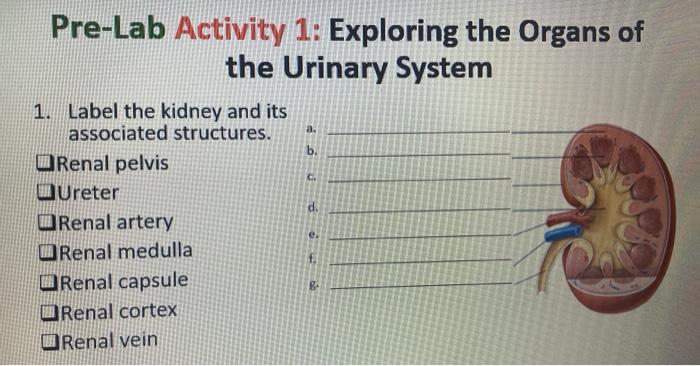 Solved a. b. Pre-Lab Activity 1: Exploring the Organs of the | Chegg.com