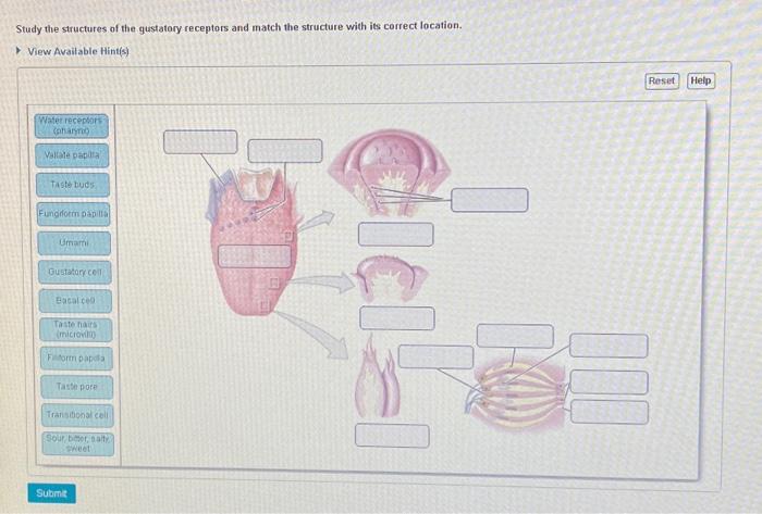 Solved Study the structures of the gustatory receptors and | Chegg.com