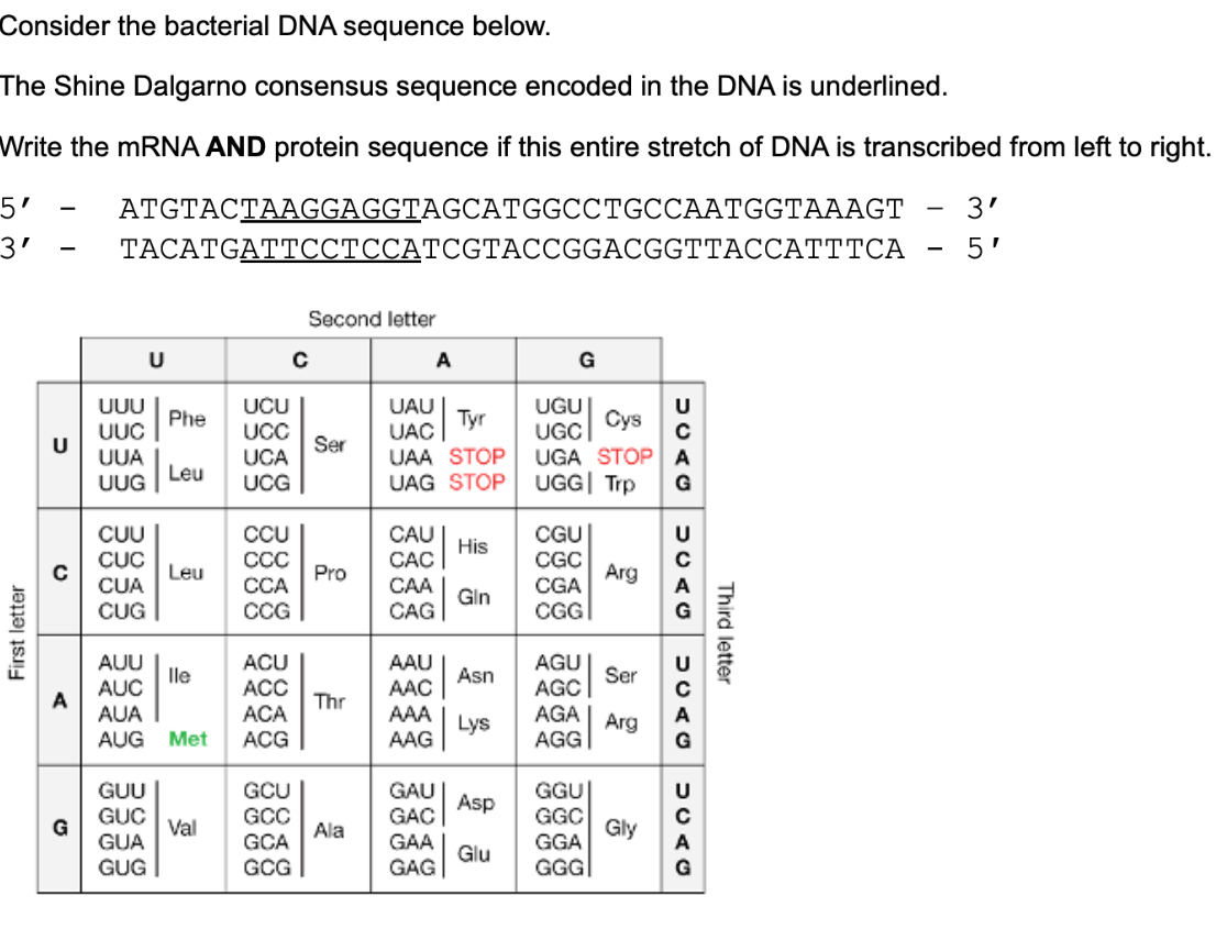 Consider the bacterial DNA sequence below.The Shine | Chegg.com